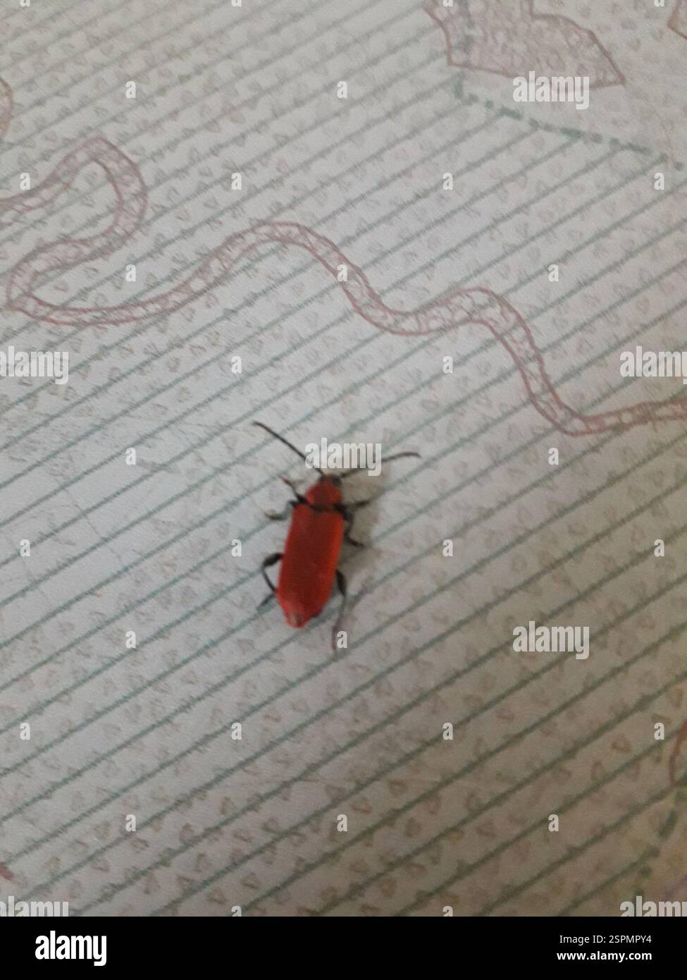 Welsh Oak Longhorn Beetle (Pyrrhidium sanguineum), Insecta, Telford and ...