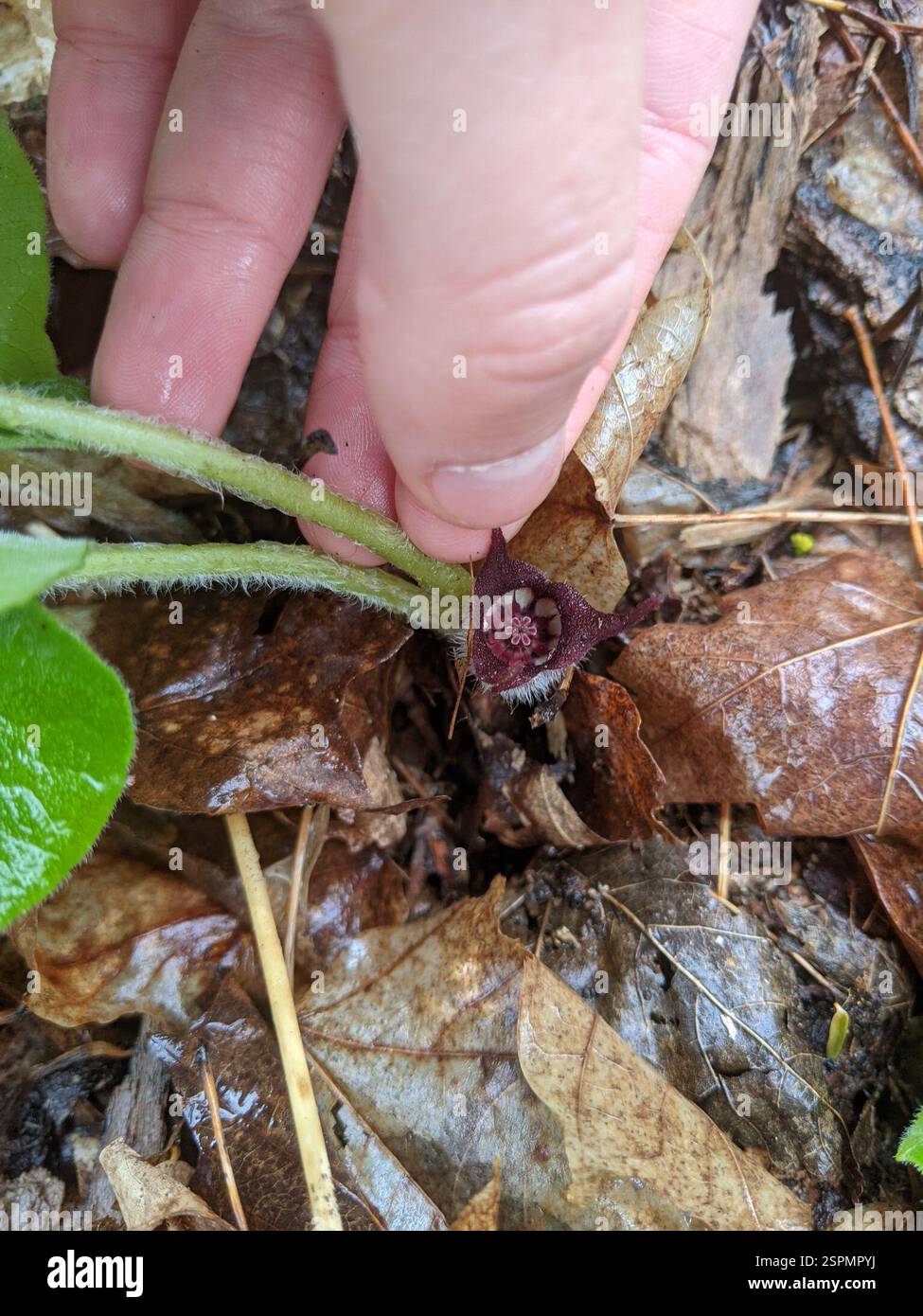 Canadian wild ginger (Asarum canadense), Plantae, Kingston, ON, Canada ...