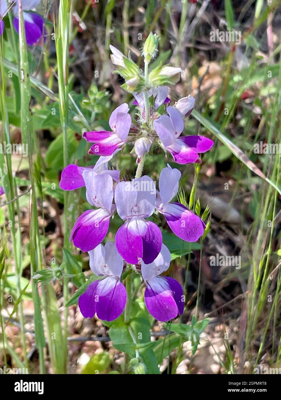 Purple Chinese Houses (Collinsia heterophylla), Plantae, Fort Ord ...