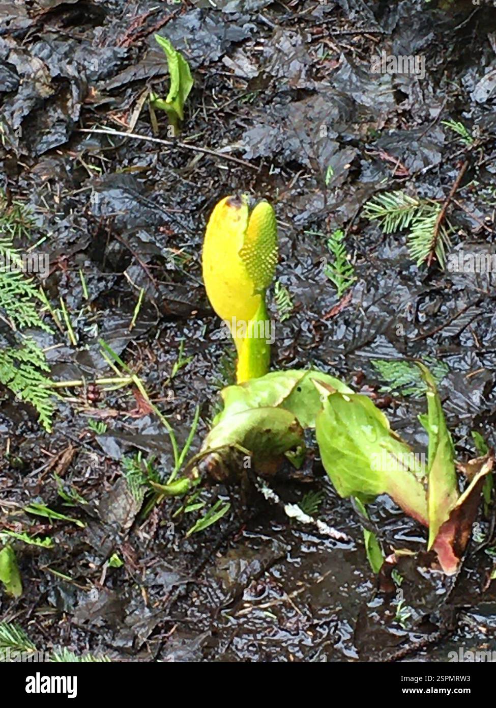 western skunk cabbage (Lysichiton americanus), Plantae, Mt. Baker ...