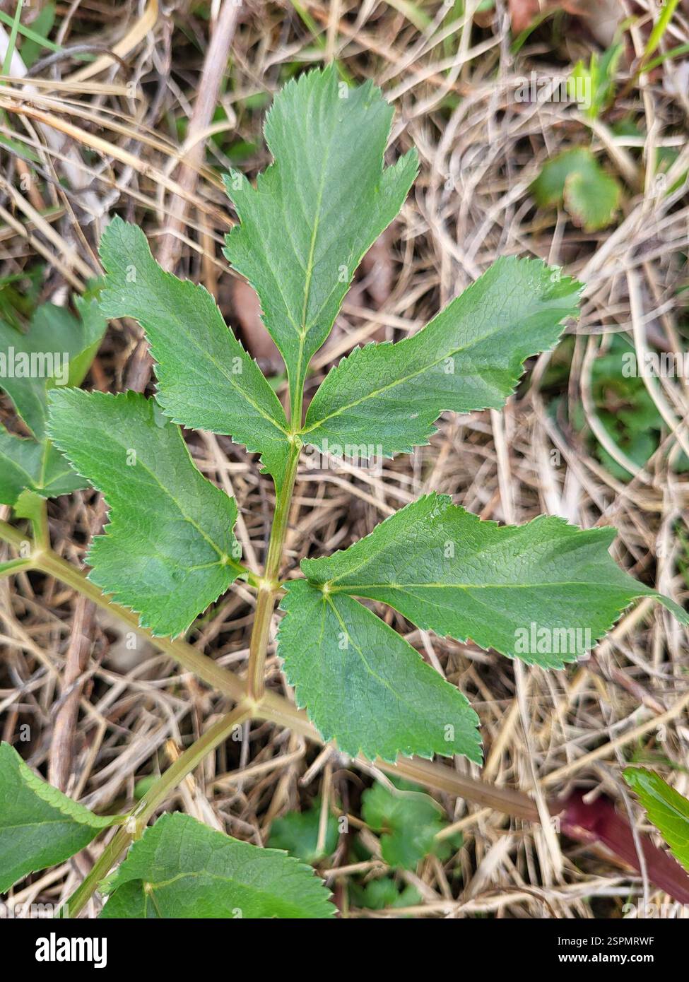 purple-stemmed angelica (Angelica atropurpurea), Plantae, Glen Ellyn ...