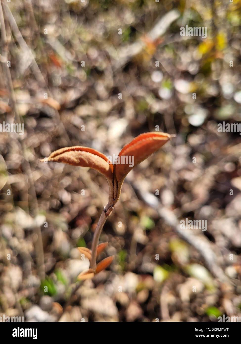 northern wild raisin (Viburnum cassinoides), Plantae, Moncton, NB E1E ...