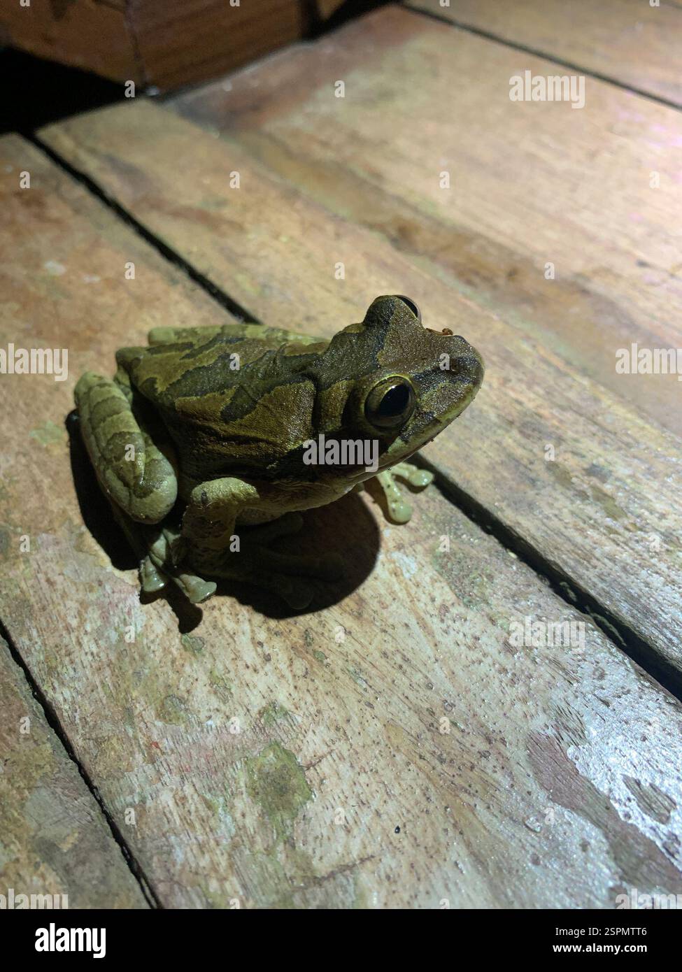 Masked Tree Frog (Smilisca phaeota), Amphibia, Sendero Universal ...