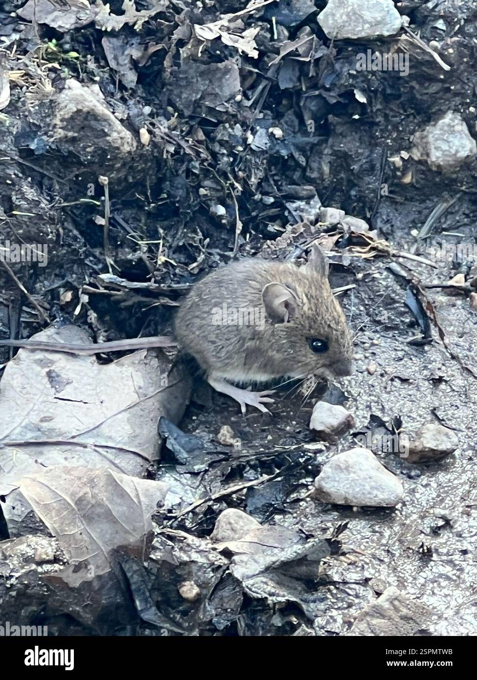 Old World Field Mice (Apodemus), Mammalia, Box Lane, South Derbyshire ...