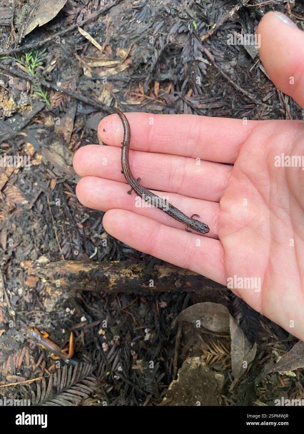 California Slender Salamander (Batrachoseps attenuatus), Amphibia ...