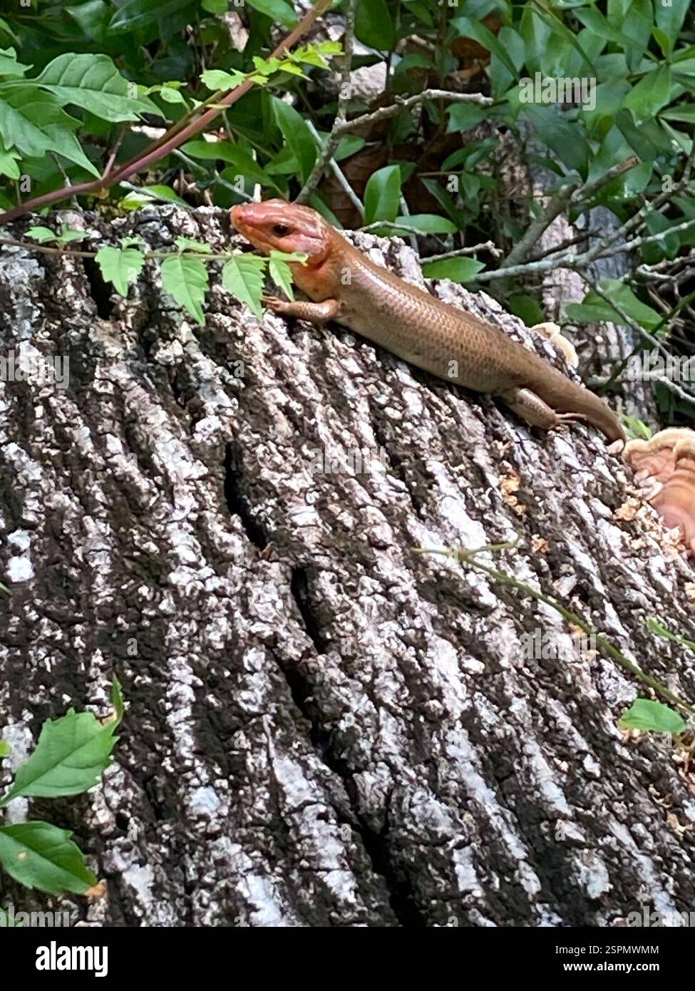 Broad-headed Skink (Plestiodon laticeps), Reptilia, Cofrin Nature Park ...