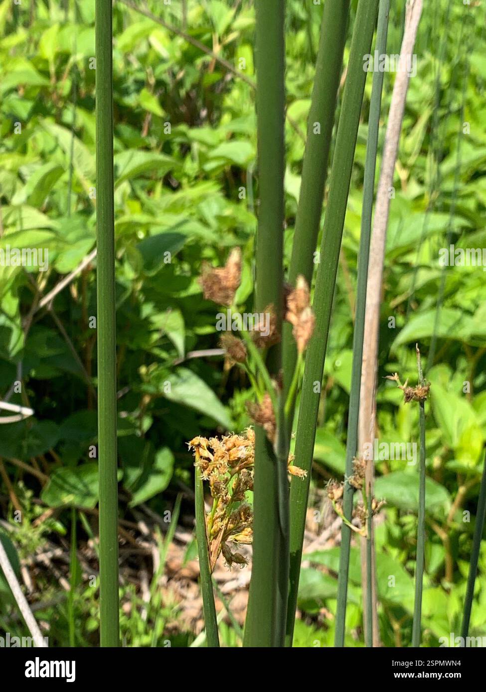 soft-stemmed bulrush (Schoenoplectus tabernaemontani), Plantae, Green ...