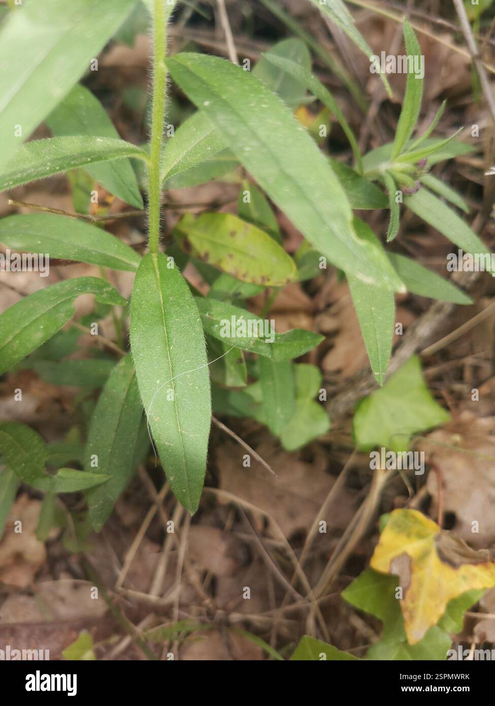 Purple Gromwell (Aegonychon purpurocaeruleum), Plantae, Canet, France ...