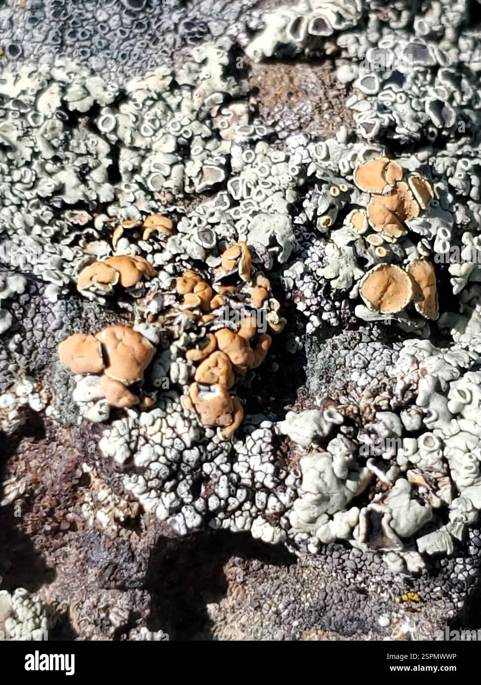 Orange Rock Posy (Rhizoplaca chrysoleuca), Fungi, Fergus, Montana ...