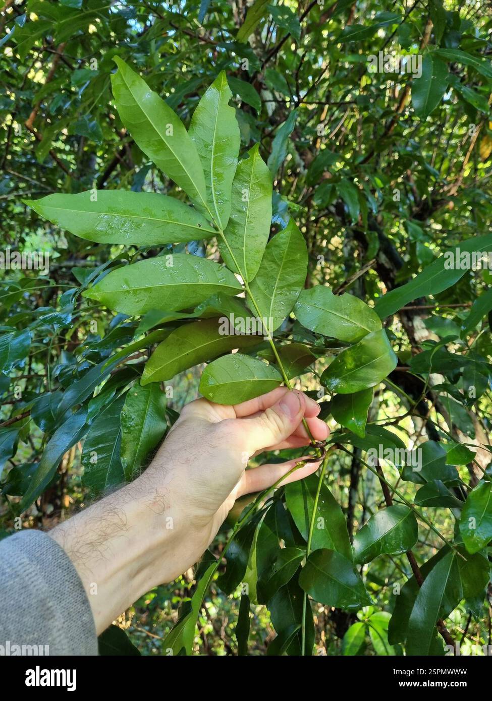 scentless rosewood (Synoum glandulosum), Plantae, New South Wales, AU ...