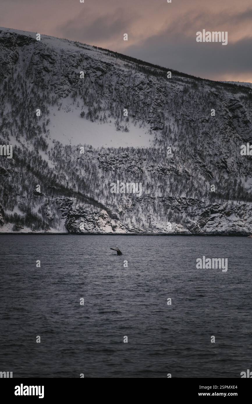 Whale tail sinking into the arctic ocean at sunset in northern Norway ...