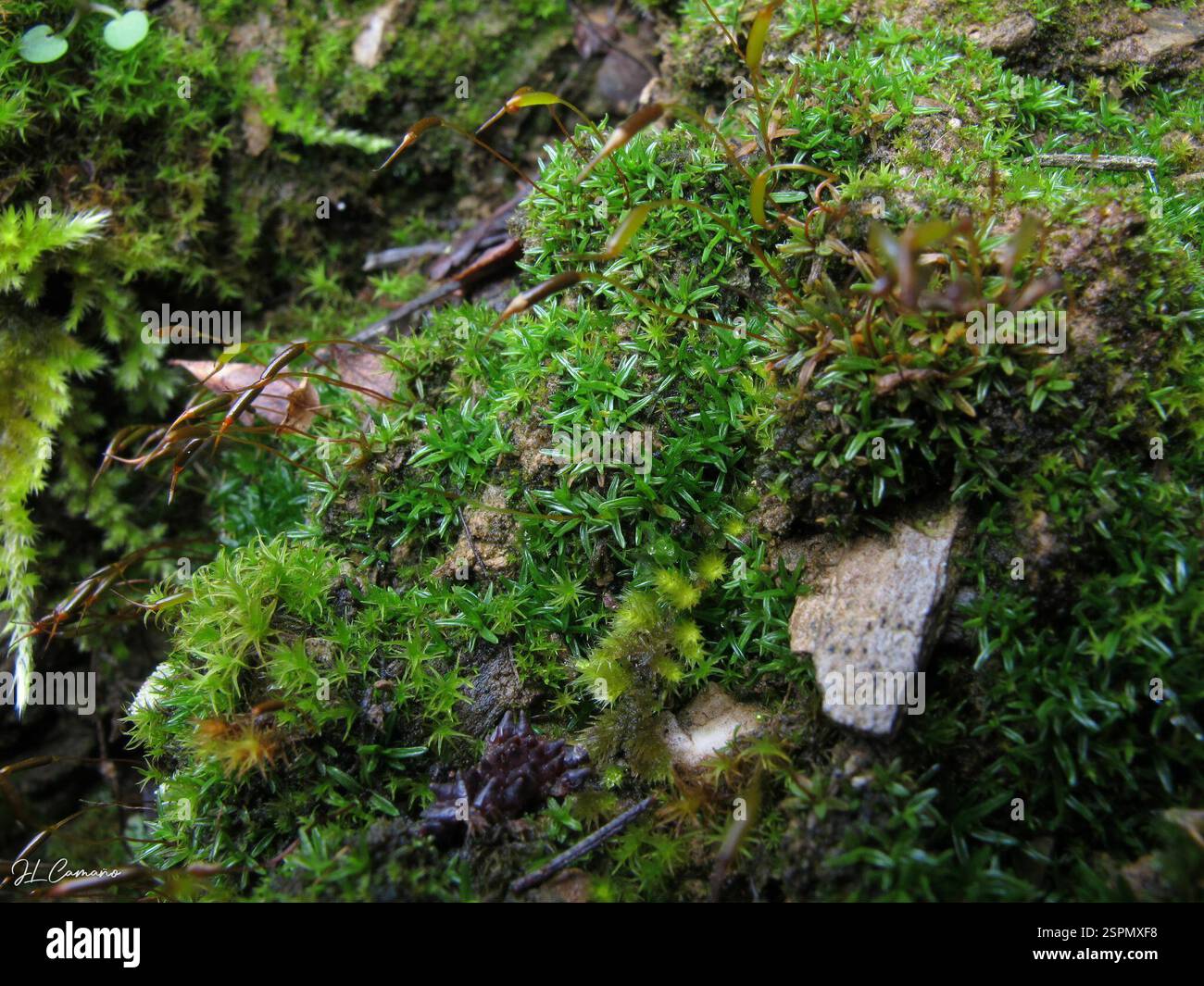 Common Aloe-moss (Aloina aloides), Plantae, Province of Ourense, Spain ...