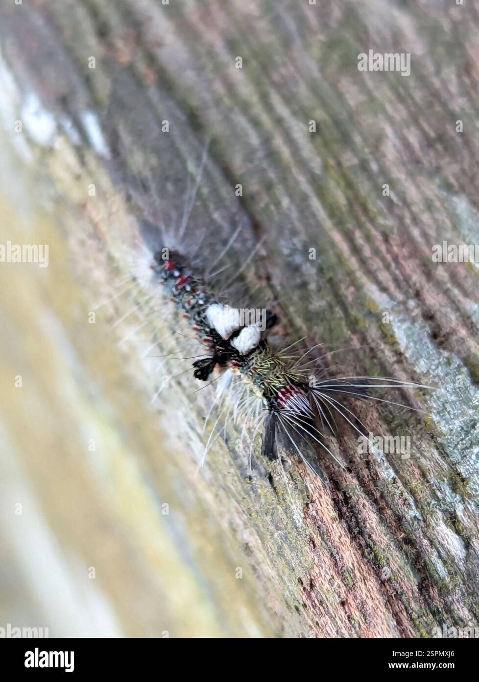 Brown Tussock Moth (Olene mendosa), Insecta, 北投區 Stock Photo - Alamy