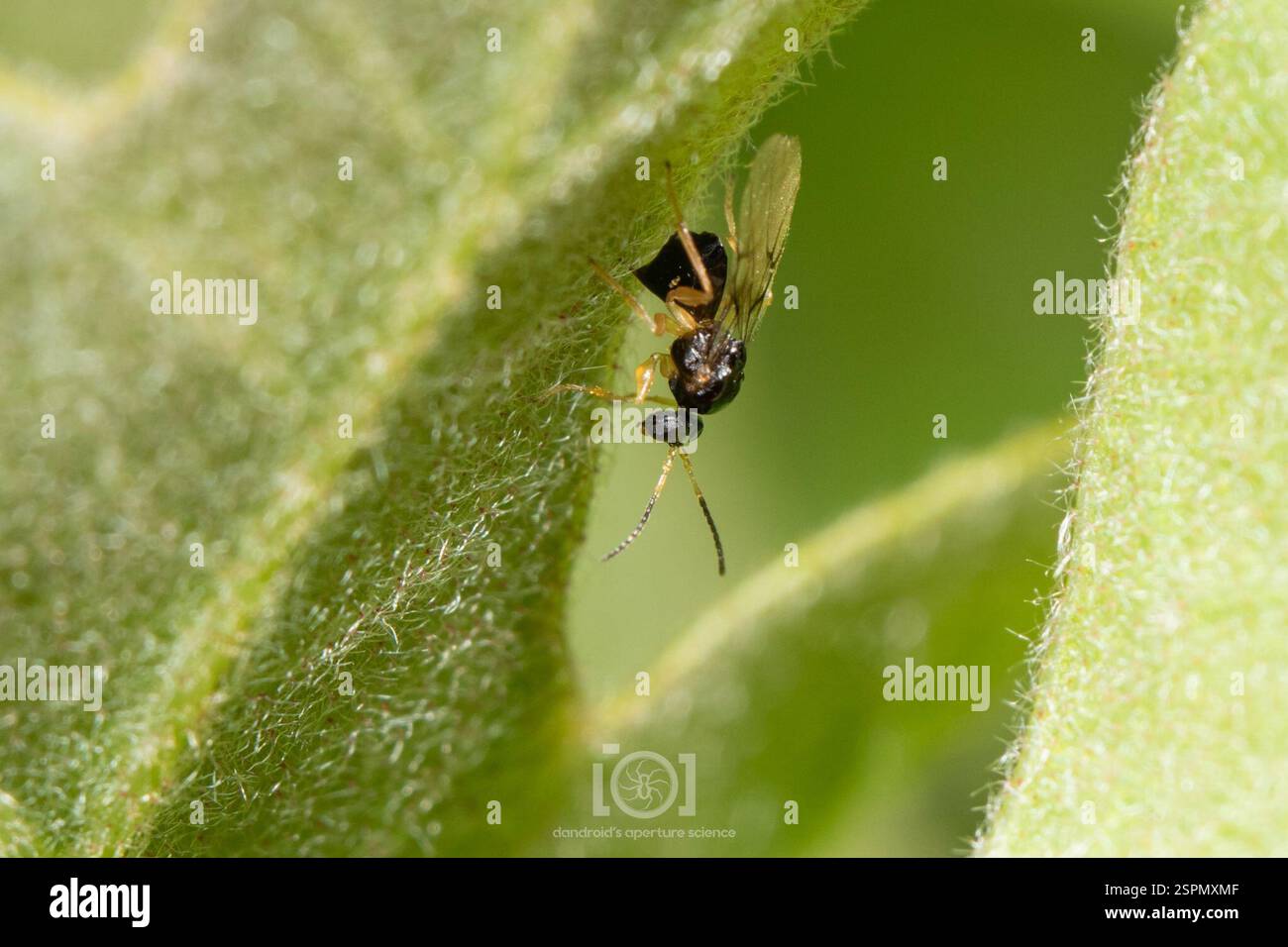 Gall Wasps (Cynipidae), Insecta, Jennings State Forest, The slightly ...