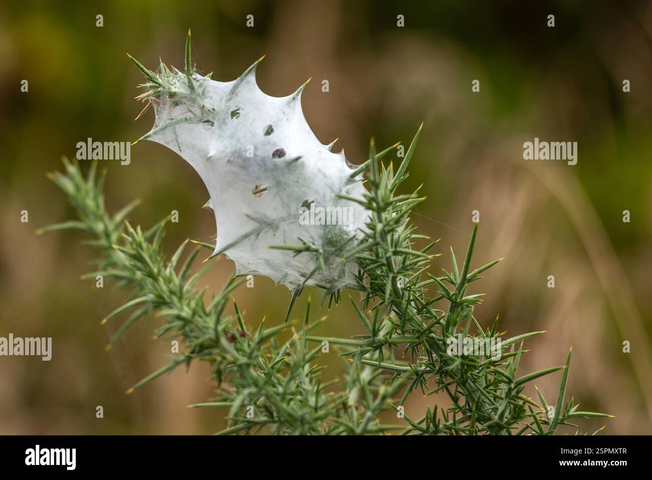 Franz Josef, January 25th 2025: Gorse with spider web in Okarito Stock Photo - Alamy