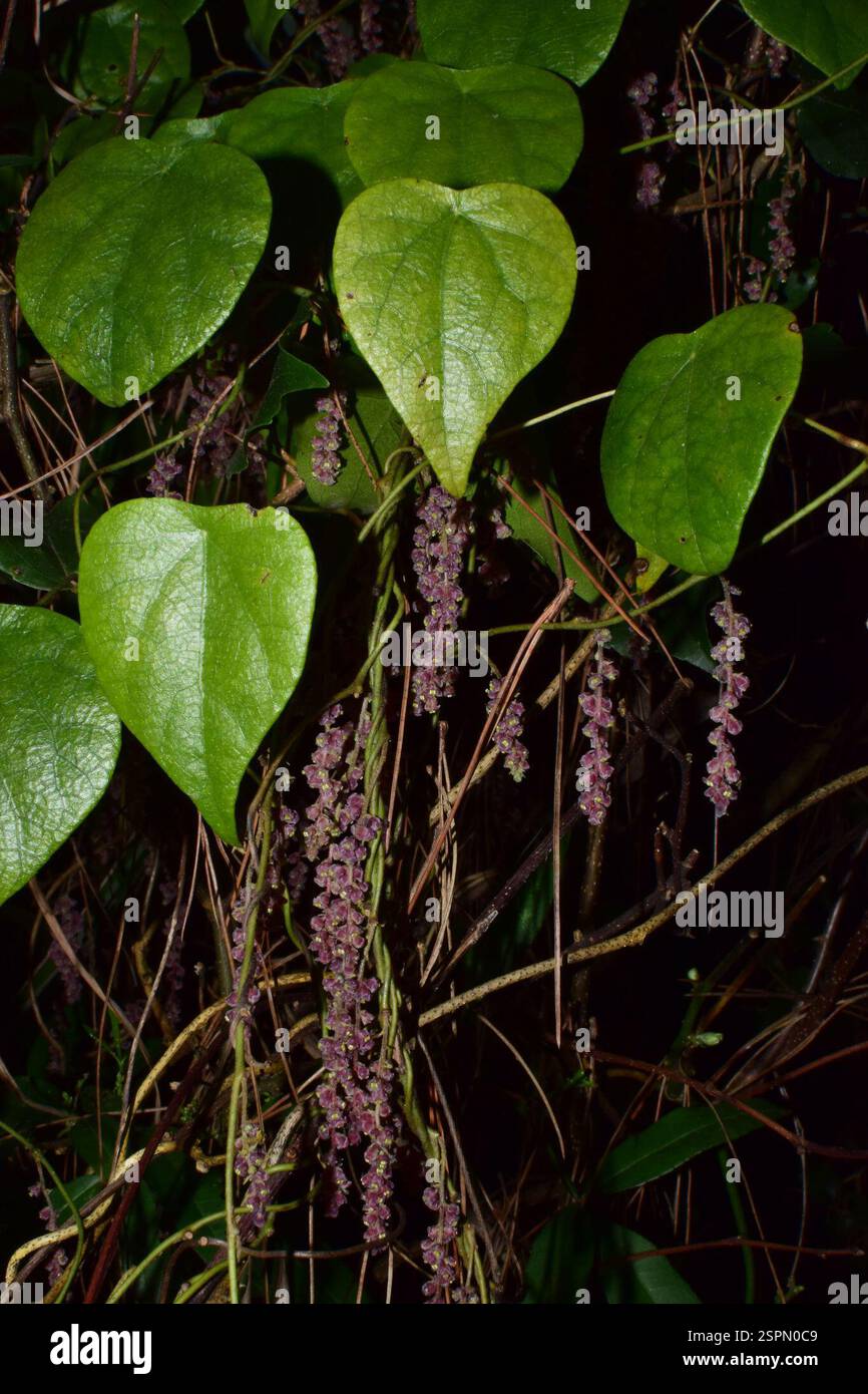 (Cyclea racemosa), Plantae, 中国贵州省贵阳市云岩区 Stock Photo - Alamy