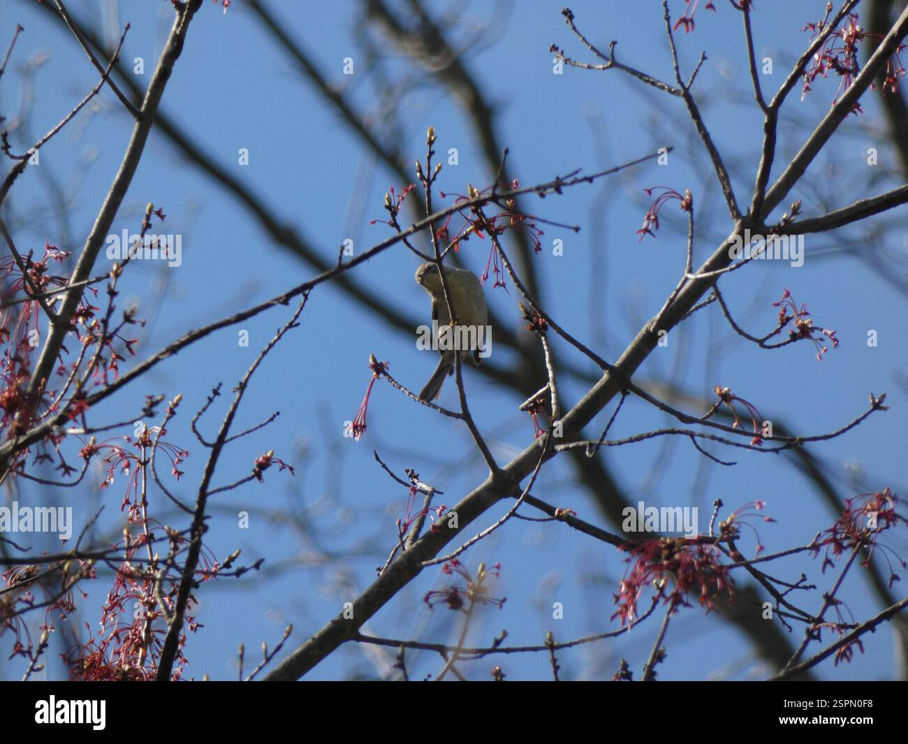 Myrtle Warbler (Setophaga coronata coronata), Aves, Bucks County, PA ...