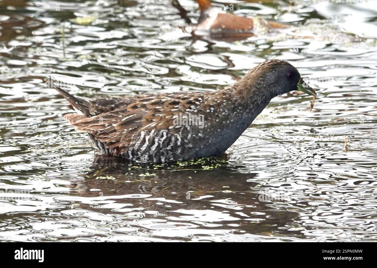 Australian Crake (Porzana fluminea), Aves, Braeside Park, Braeside, VIC ...