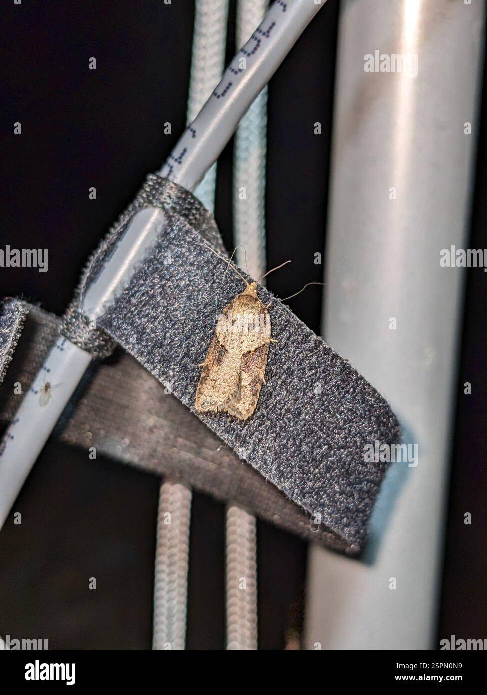 Tortricine Leafroller Moths (Tortricinae), Insecta, Port Franks, ON N0M ...