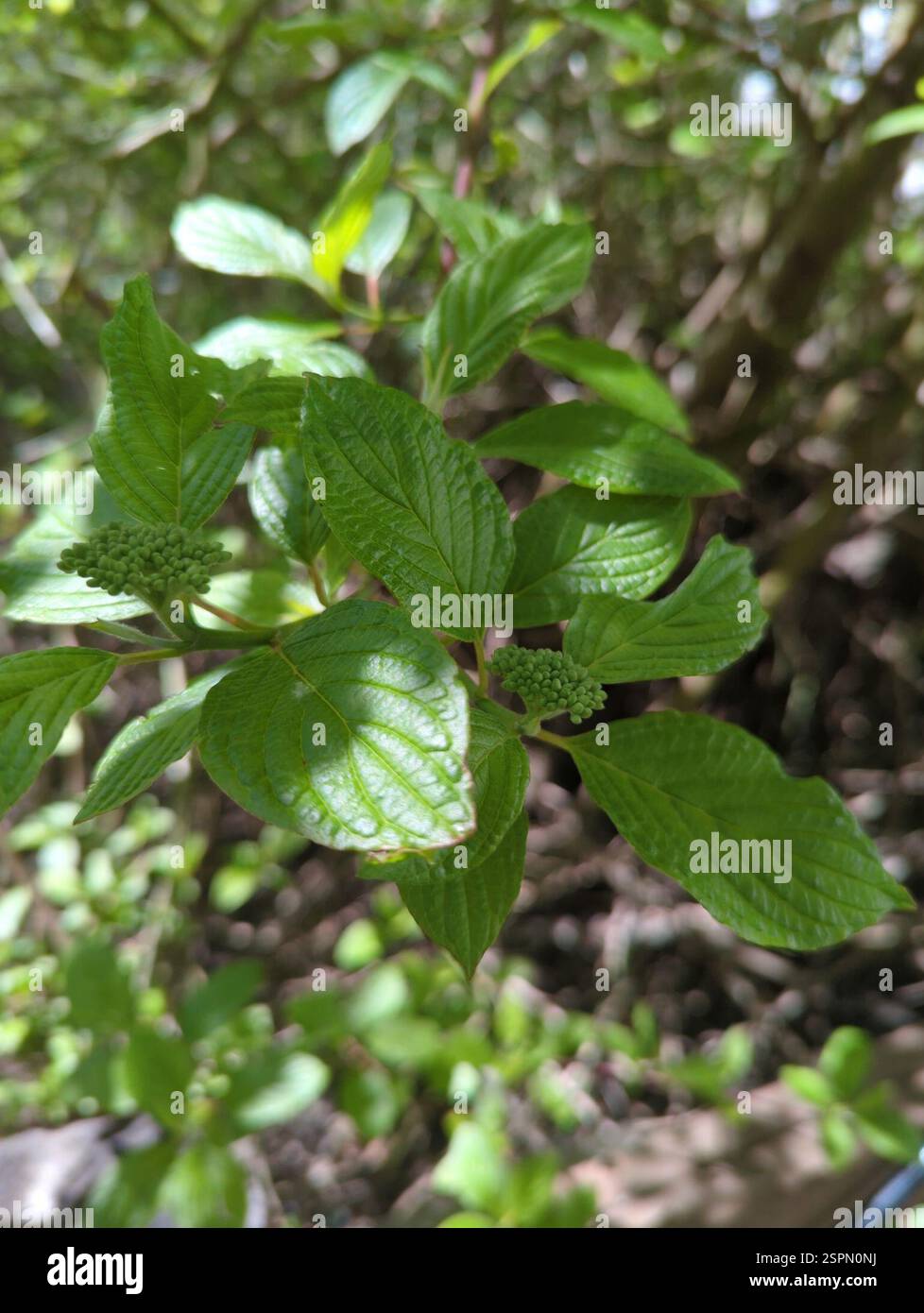 Red Alder (Alnus rubra), Plantae, California, US, Budding and fruiting ...