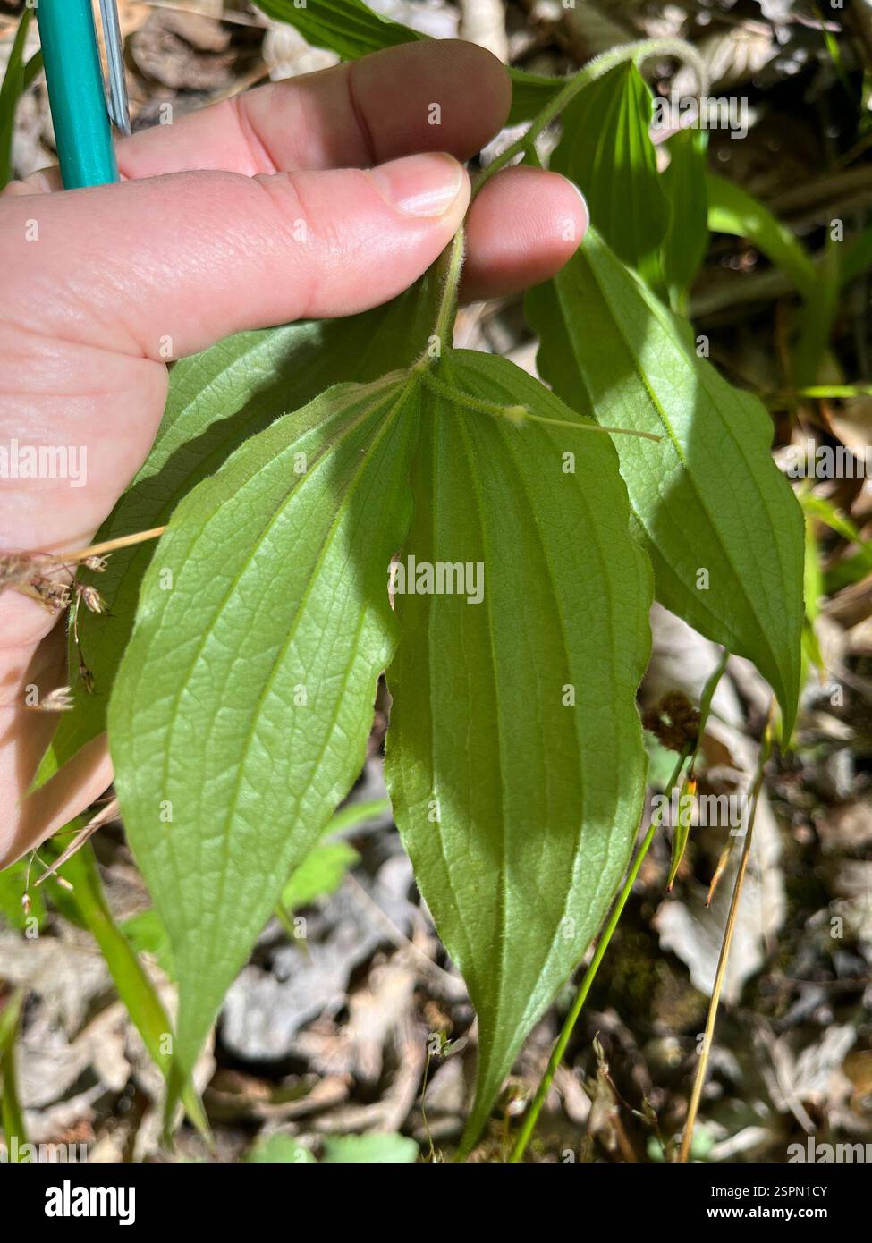 spotted mandarin (Prosartes maculata), Plantae, Haywood County, NC, USA ...