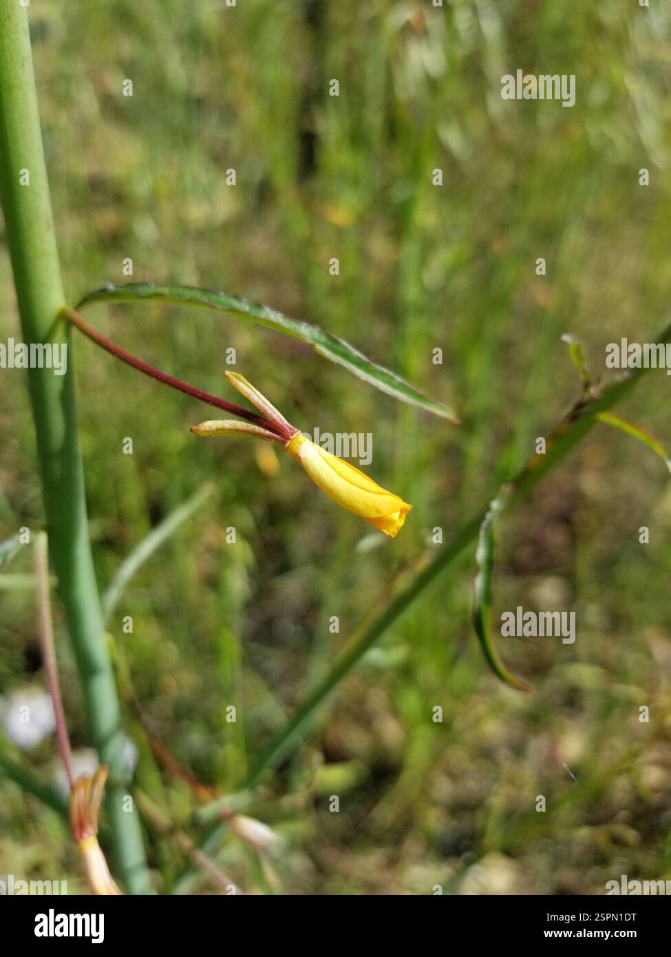 California primrose (Eulobus californicus), Plantae, Ojai, CA 93023 ...