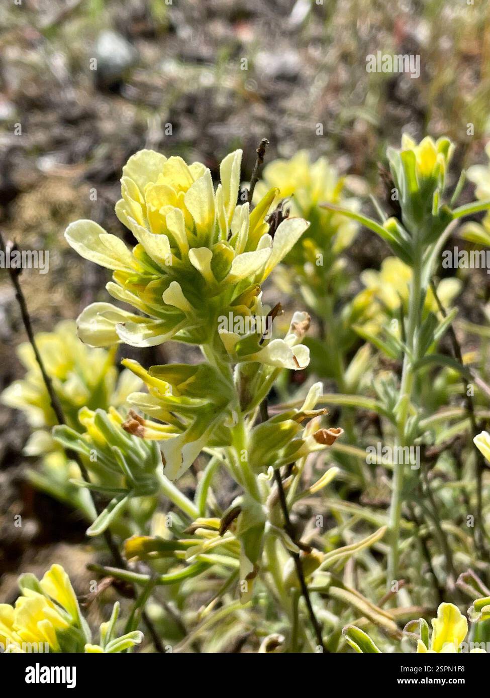 Woolly Indian Paintbrush (Castilleja foliolosa), Plantae, Fort Ord ...