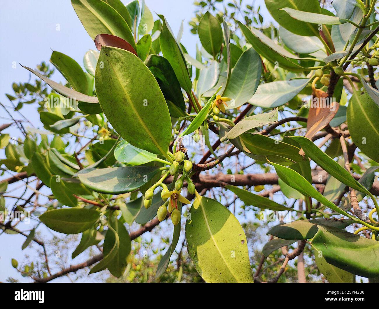 Indo-West Pacific Stilt Mangrove (Rhizophora mucronata), Plantae ...