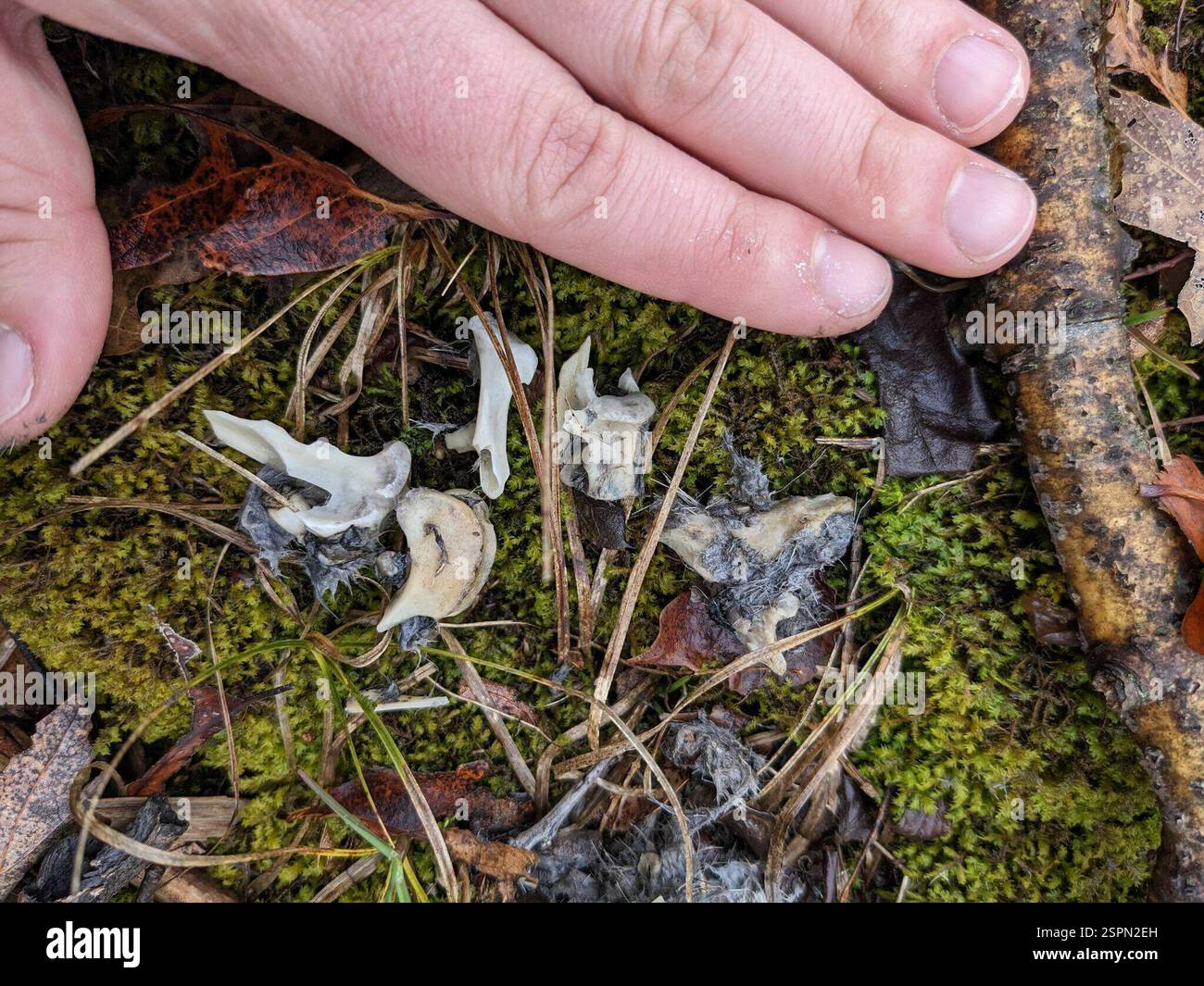 Placental Mammals (Placentalia), Mammalia, Burlington, ON, Canada, At ...