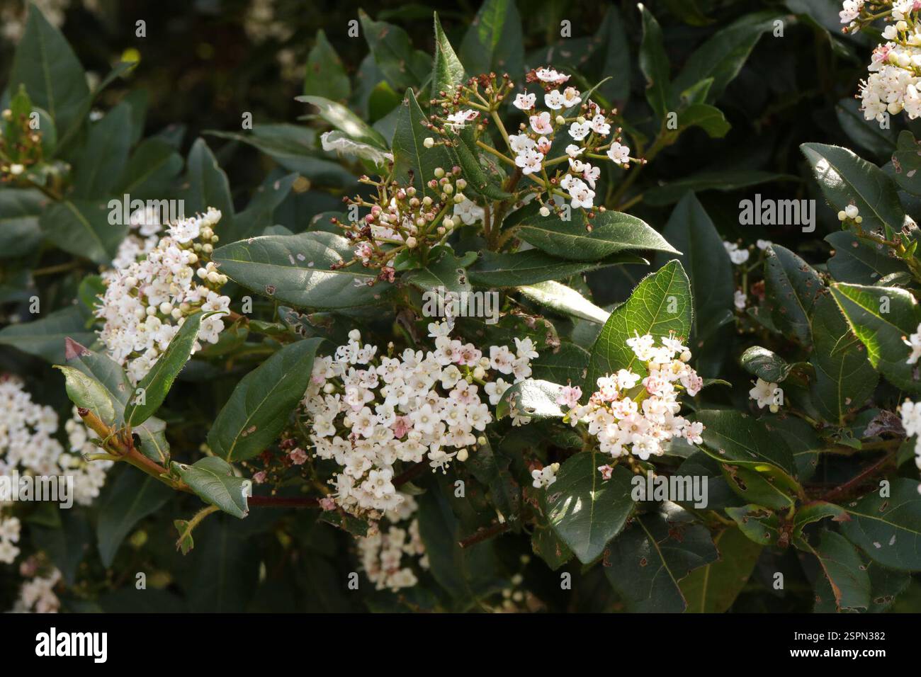Laurustinus viburnum (Viburnum tinus), Plantae, Sefton Park, Mossley ...