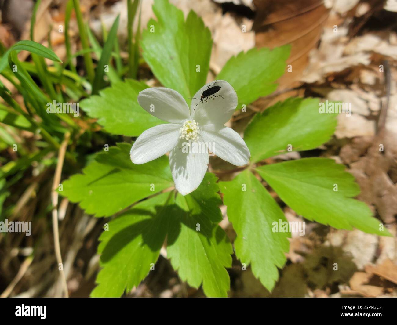Wood anemone species complex (Anemonoides quinquefolia), Plantae ...