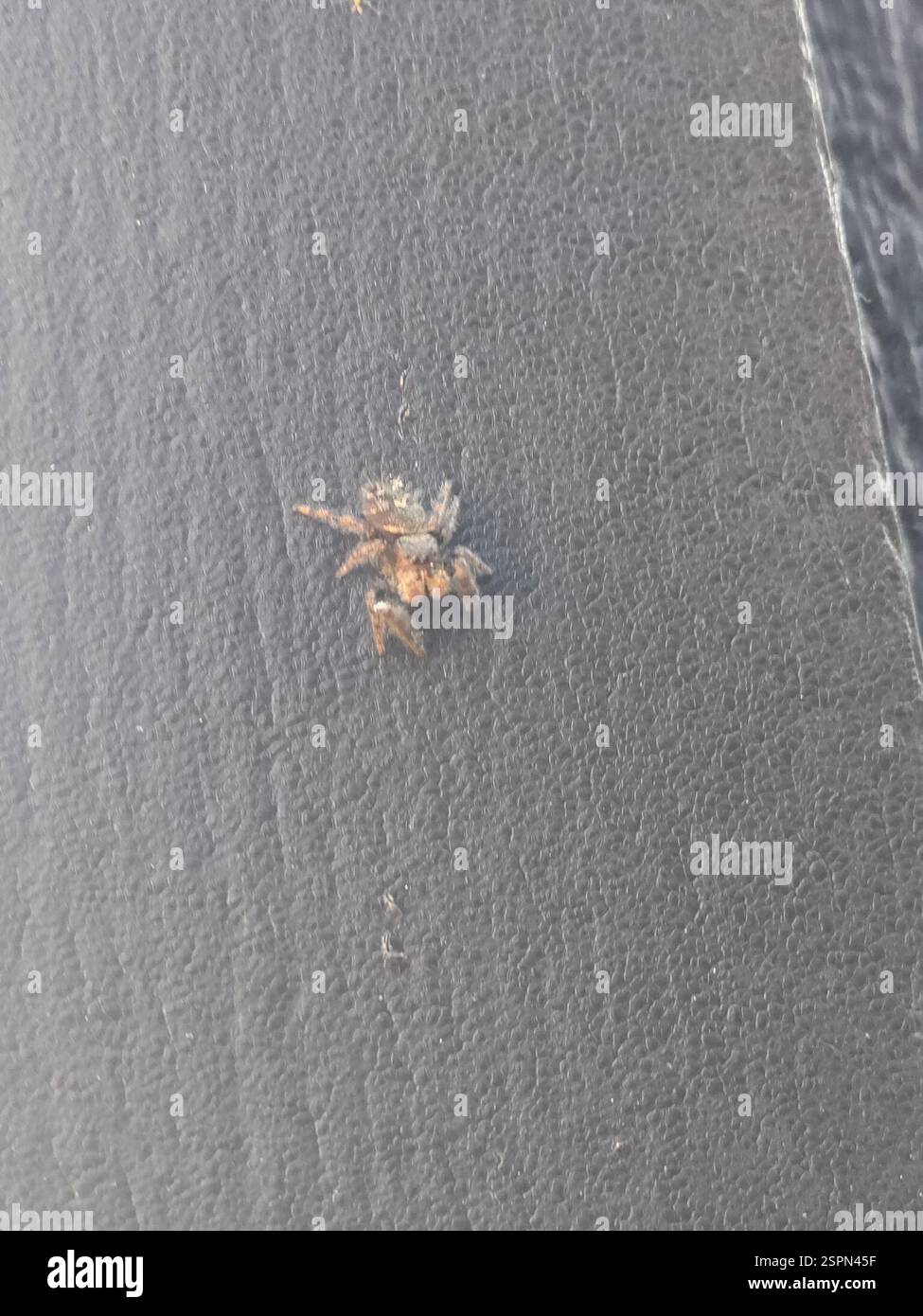 Bold Jumping Spider (Phidippus audax), Arachnida, Fairmount ...