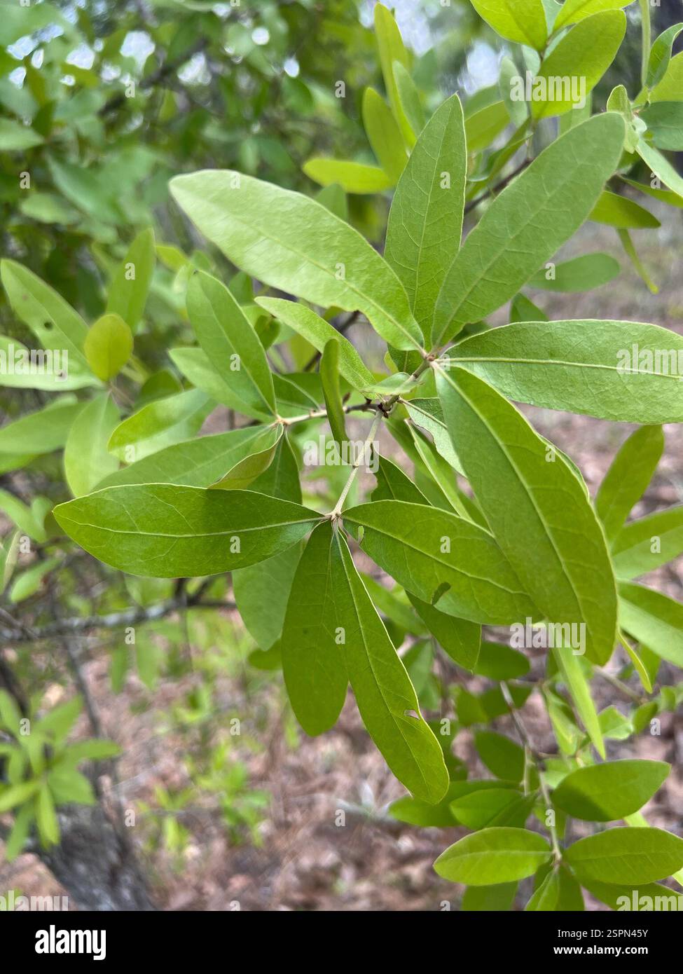 bluejack oak (Quercus incana), Plantae, Franklin County, US-FL, US ...
