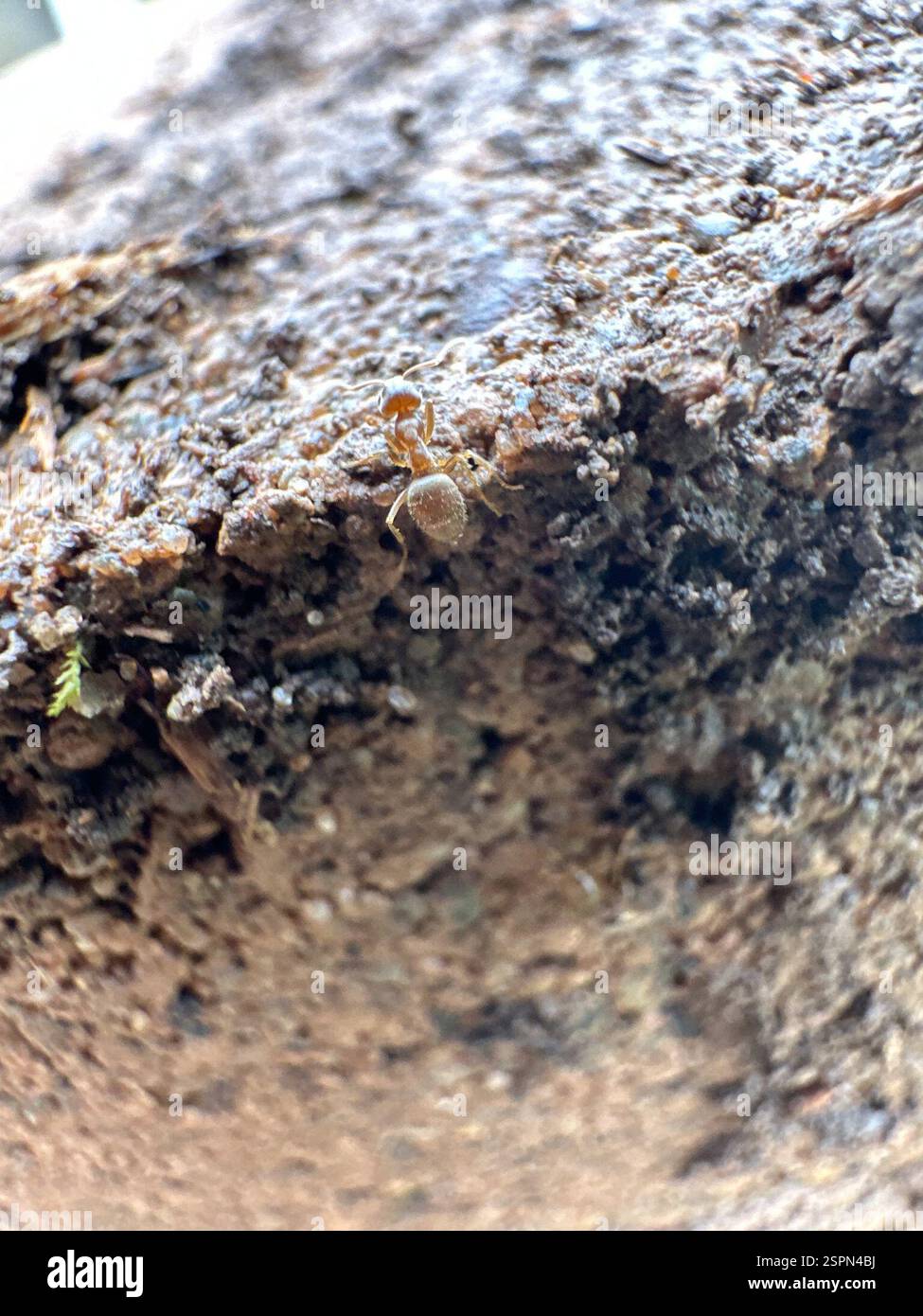 Turfgrass Ant (Lasius neoniger), Insecta, Kentucky, US Stock Photo - Alamy