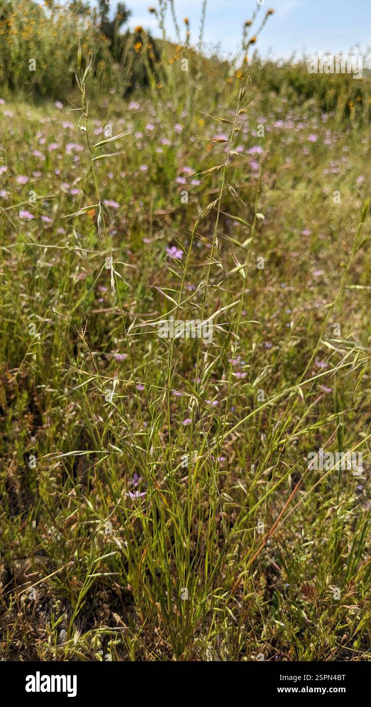 small fescue (Festuca microstachys), Plantae, Carrizo Plain National ...