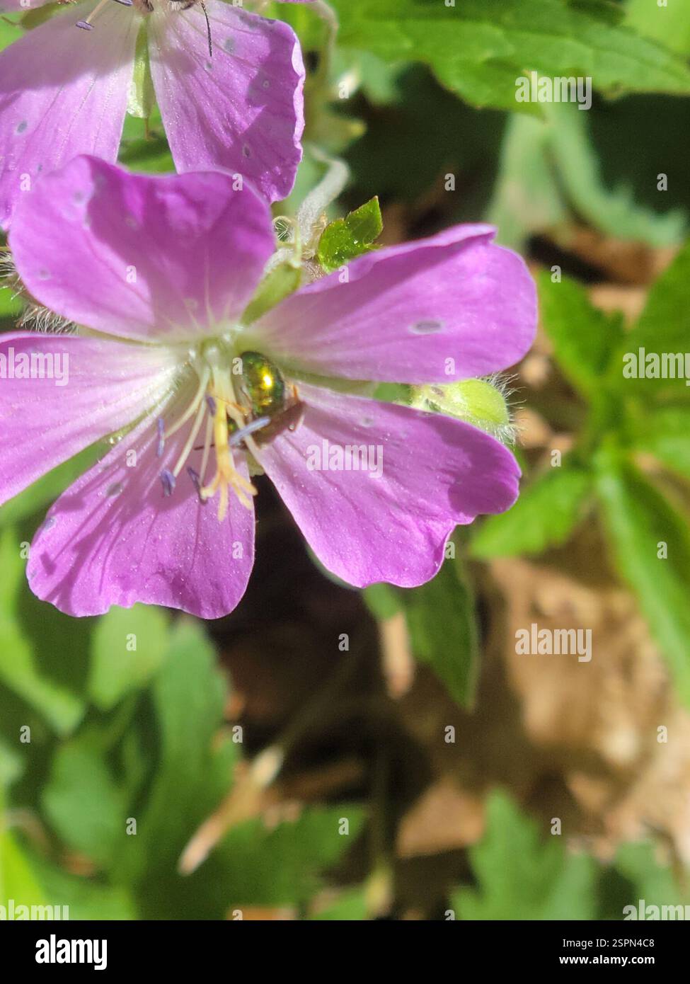Augochlorine Sweat Bees (Augochlorini), Insecta, Pembroke, VA 24136 ...