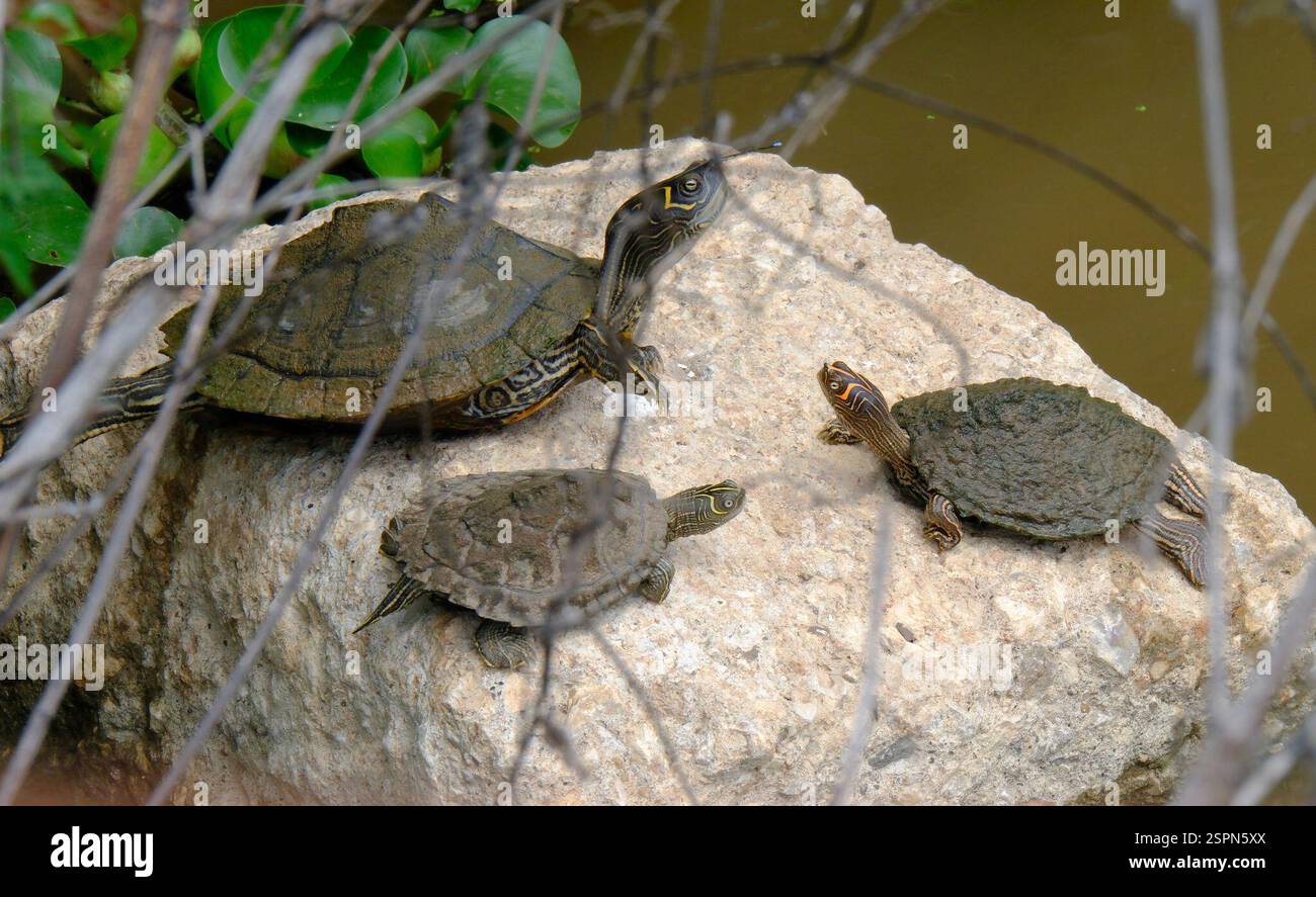 Mississippi Map Turtle (Graptemys pseudogeographica kohnii), Reptilia ...