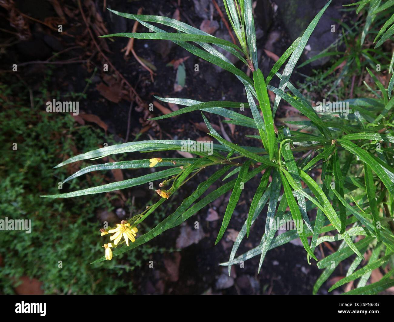fireweed groundsel (Senecio linearifolius), Plantae, Sensation Gorge ...