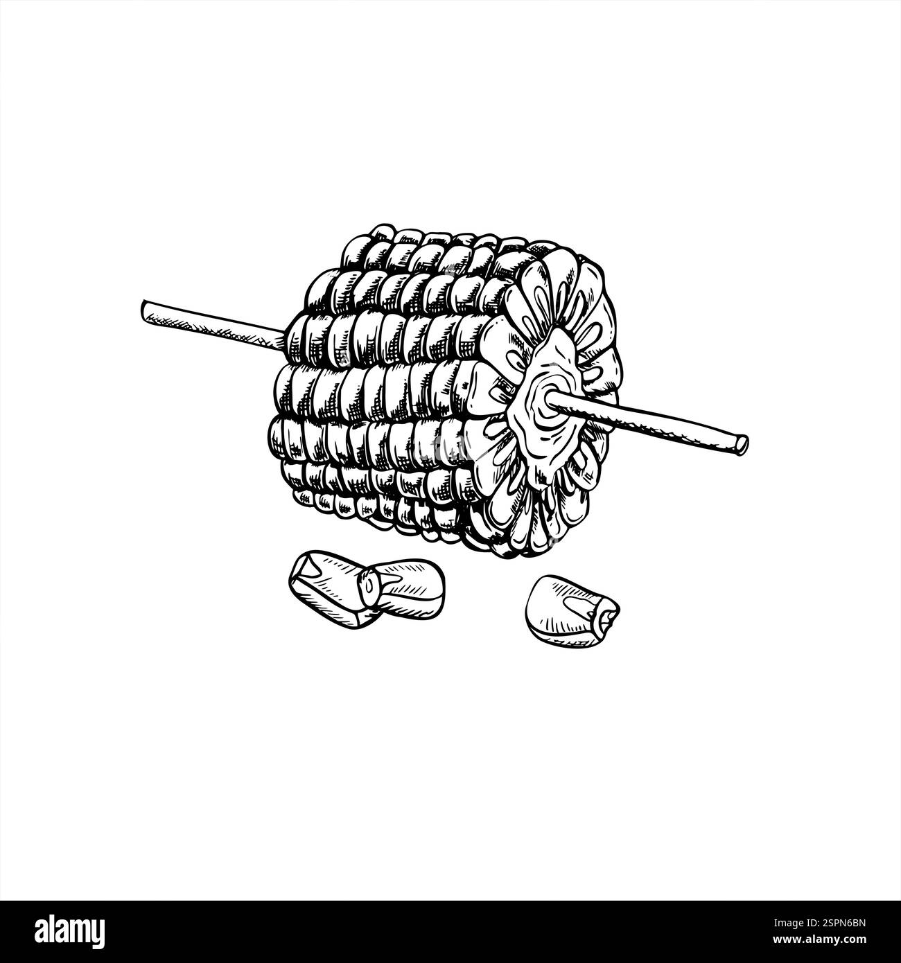 Grilled corn piece on wooden stick and kernels vector graphic sketch ...