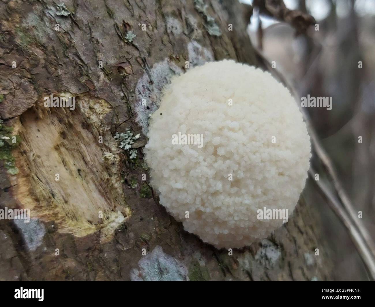 False Puffball (Reticularia lycoperdon), Protozoa, 32217, Lietuva Stock ...