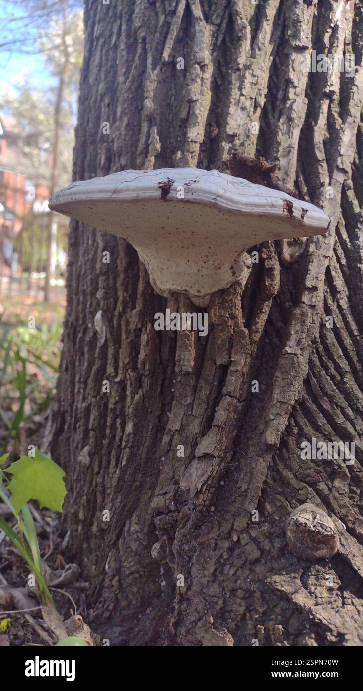 (Ganoderma megaloma), Fungi, Oak Park, IL 60301, USA, Shelf fungi on ...