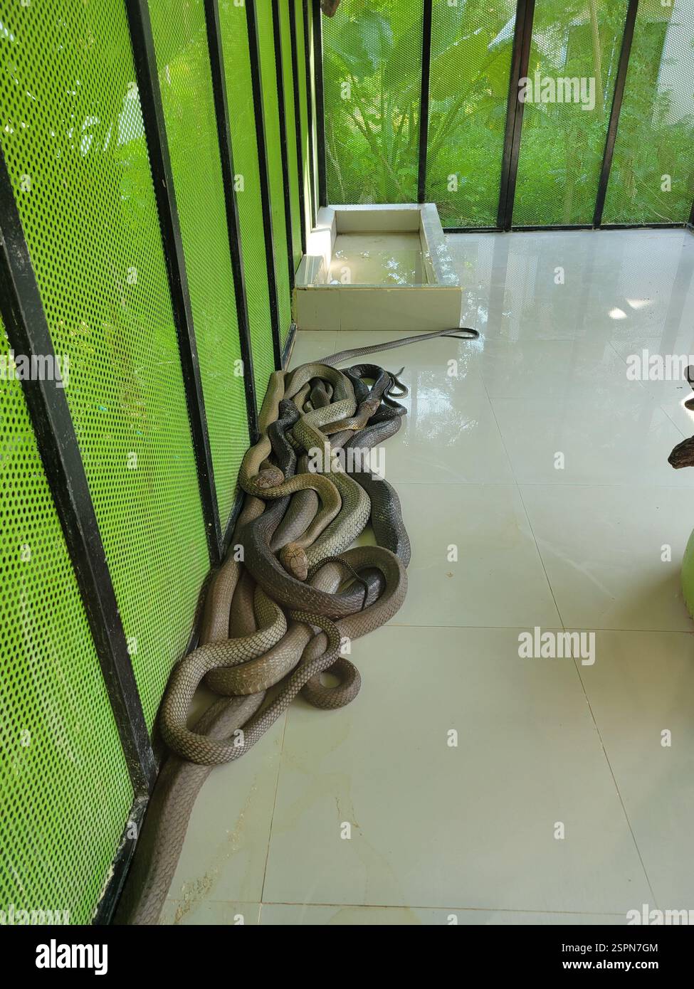 Tourists interact with snakes at a wildlife sanctuary in Thailand Stock ...