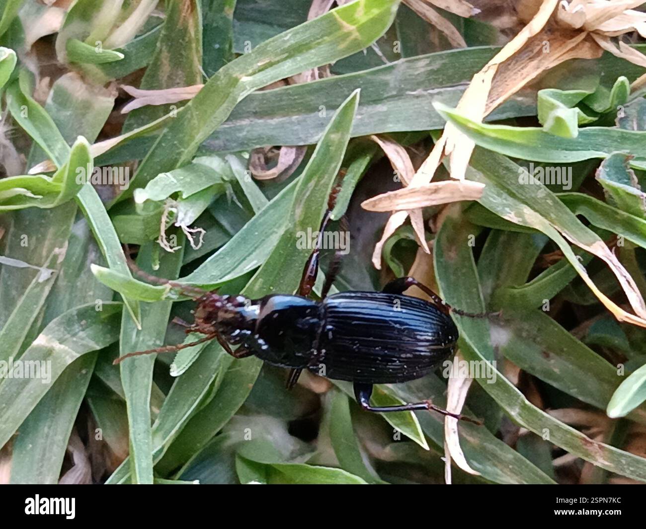 Ground Beetles (Carabidae), Insecta, RQXJ+53Q, Ayacucho 05001, Perú ...