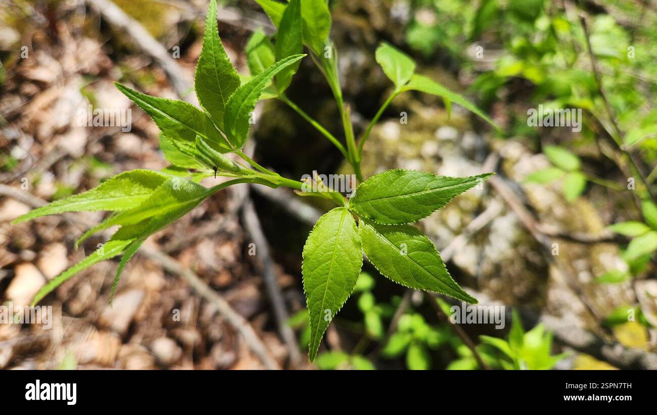 American bladdernut (Staphylea trifolia), Plantae, Charles C. Deam ...