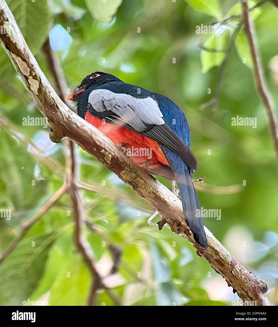 Slaty-tailed Trogon (Trogon massena), Aves, Darien, PA, Black-tailed ...