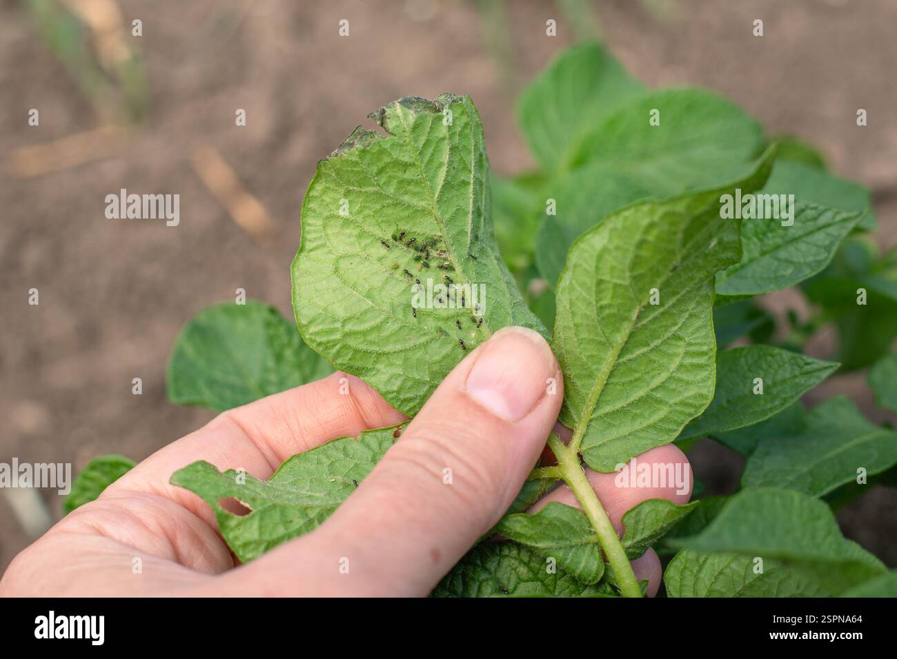 aphids on the back of a potato leaf. A gardener examines a plant with ...
