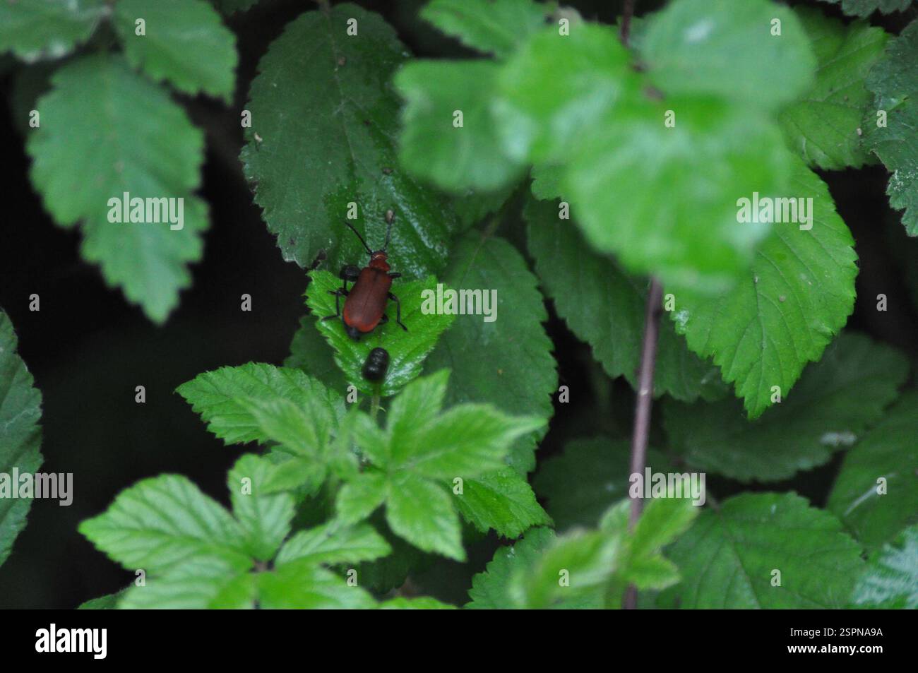 Common Cardinal Beetle (Pyrochroa serraticornis), Insecta, 33520 Bruges ...