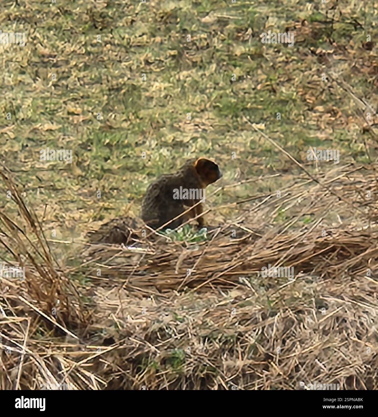 Eastern Fox Squirrel (Sciurus niger), Mammalia, Hillsville, VA 24343 ...