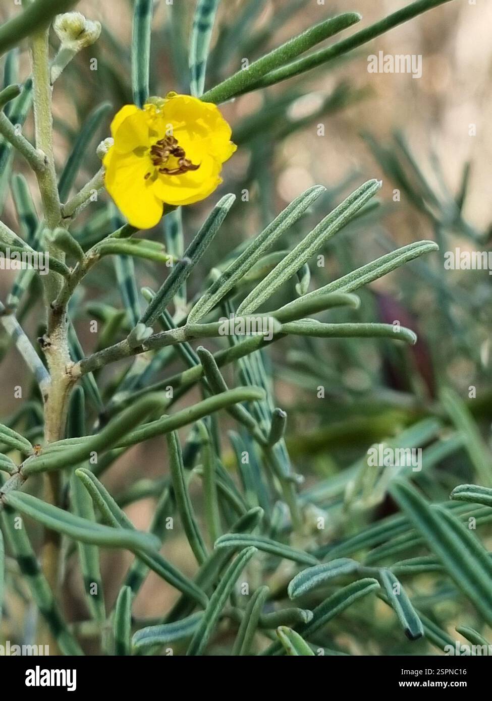 Silver Senna (Senna artemisioides artemisioides), Plantae, Telowie SA 5540, Australia Stock ...