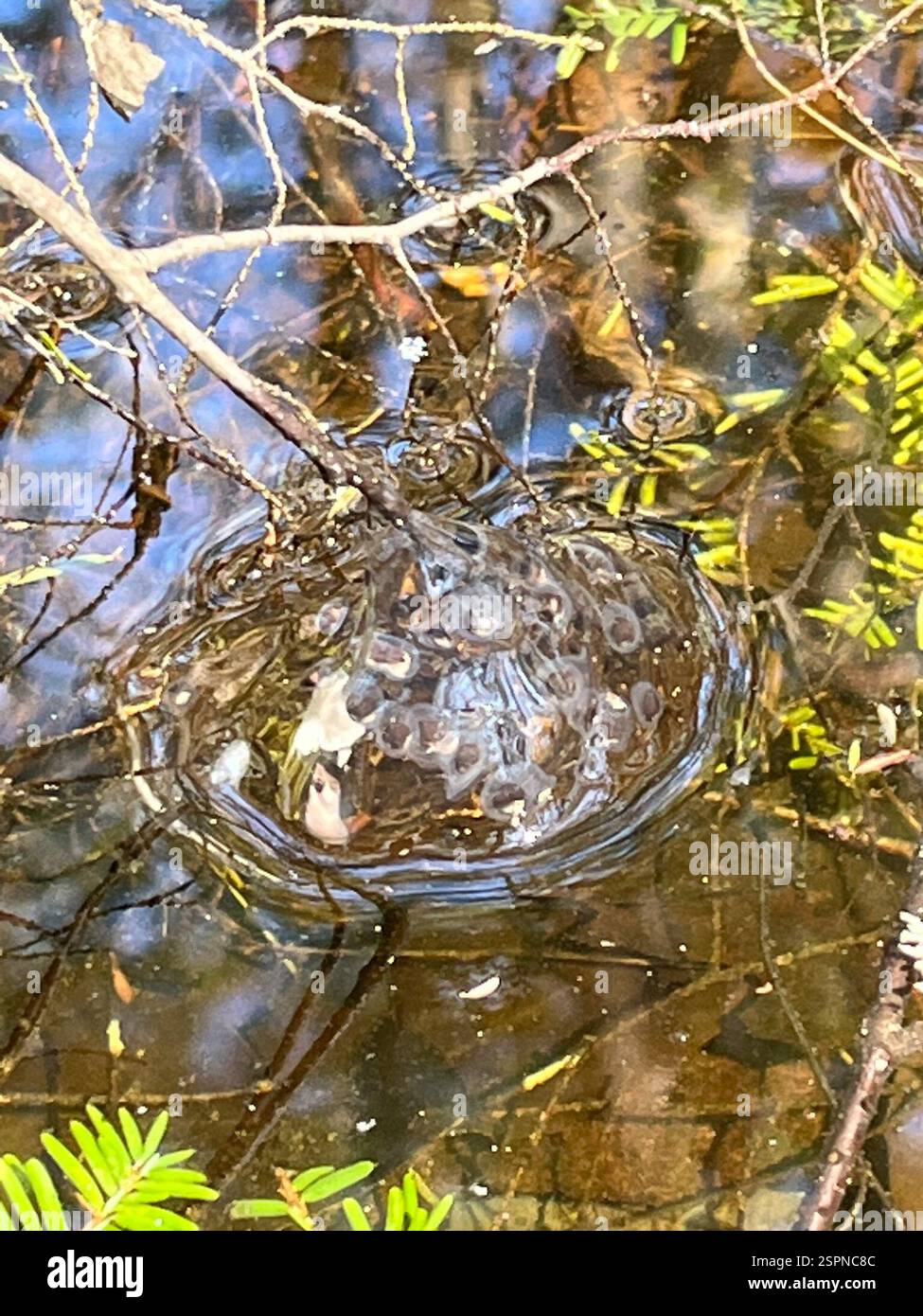 Jefferson Salamander (Ambystoma jeffersonianum), Amphibia, Vermont, US ...